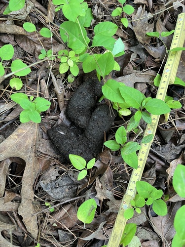 Black Bear Tracks – NatureTracking
