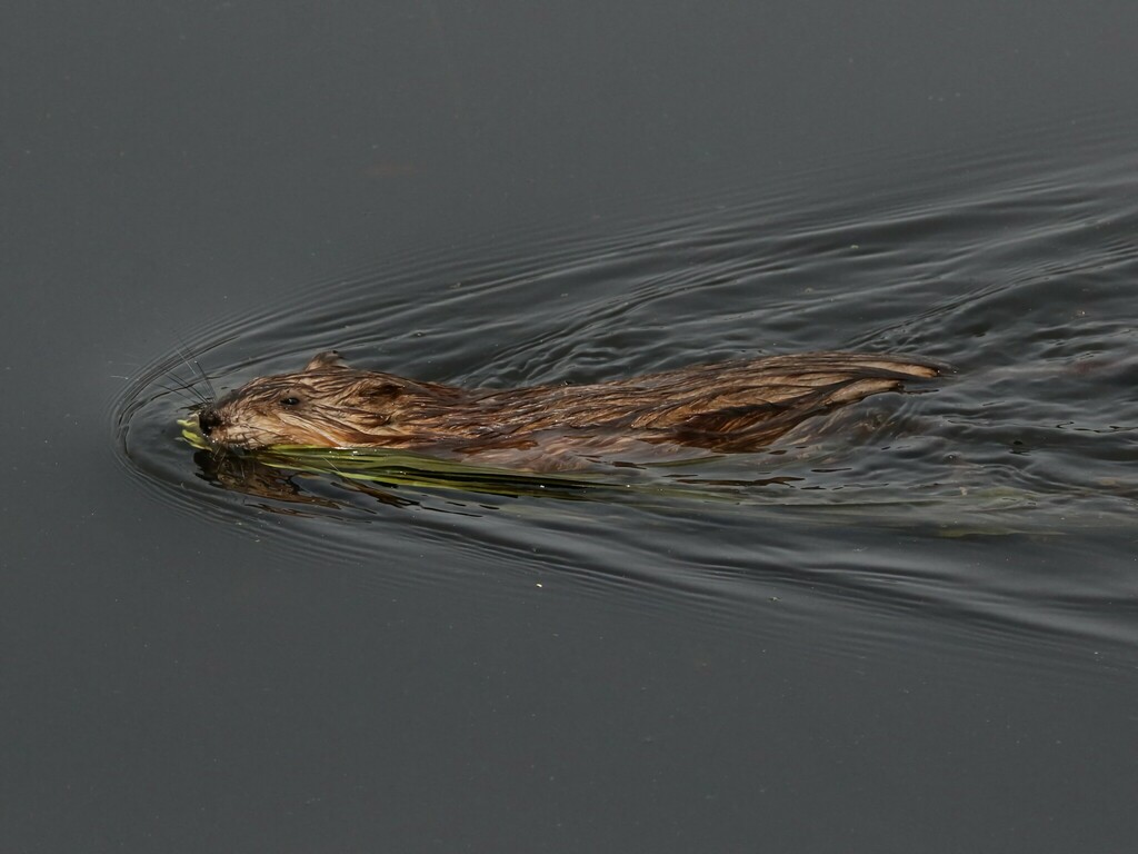 Muskrat from Nahant Marsh, Scott, IA, USA on May 18, 2023 at 12:11 PM ...