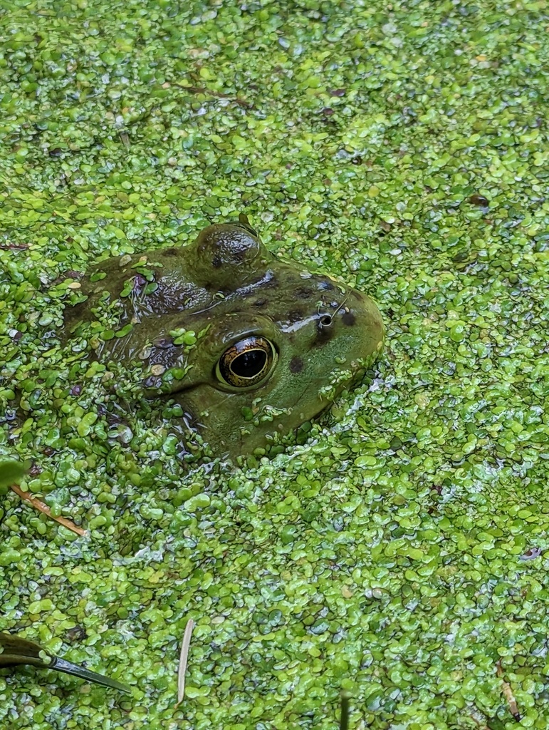 American Bullfrog from Rhododendron Species Botanical Garden on May 12 ...