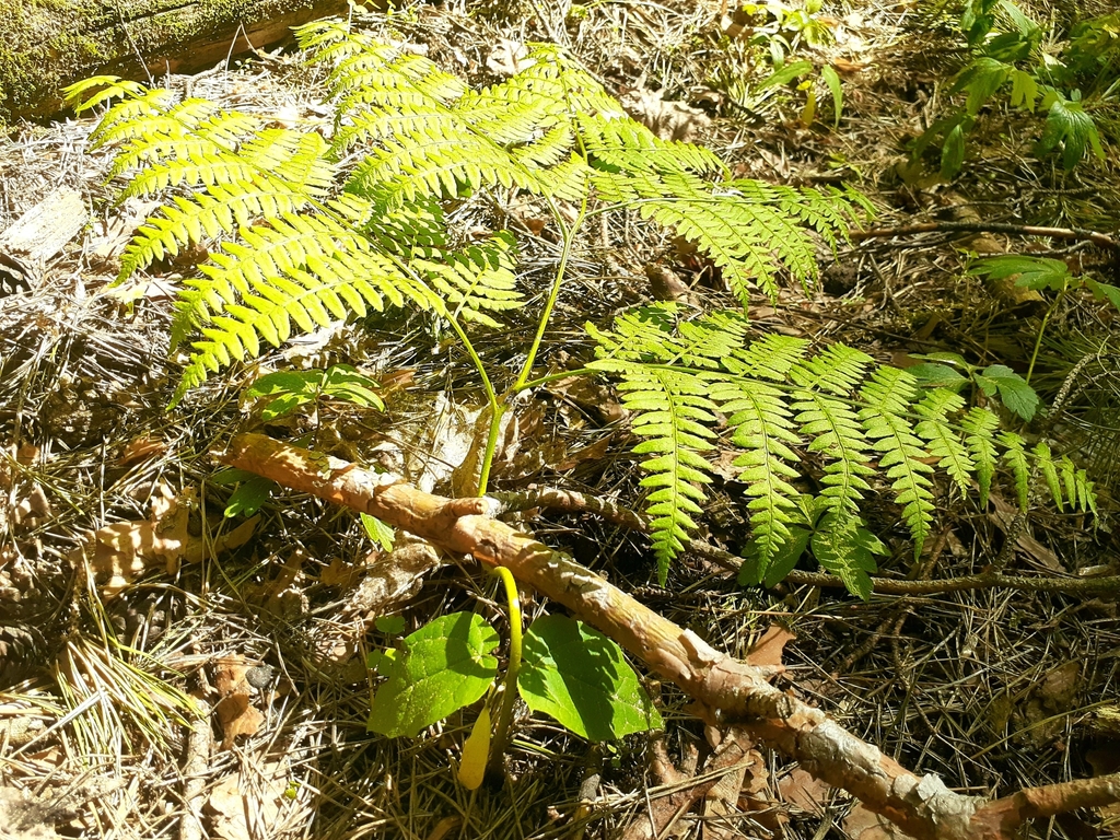 pinewood bracken from Первомайский район, Минск, Беларусь on May 20 ...