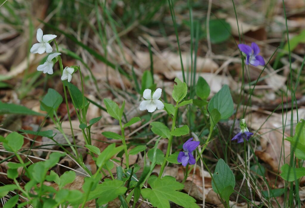 Heath Dog-Violet from Koberovy, Česko on May 18, 2023 at 12:07 AM by ...