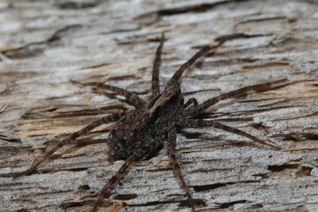 Wolf Spiders from Missoula County, MT, USA on May 19, 2023 at 12:52 PM ...