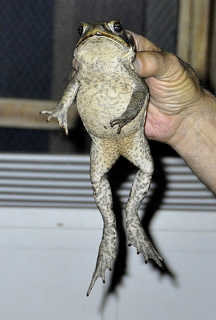 Cane Toad from Reserva natural El Madroño,Yopal, Casanare, Colombia on ...