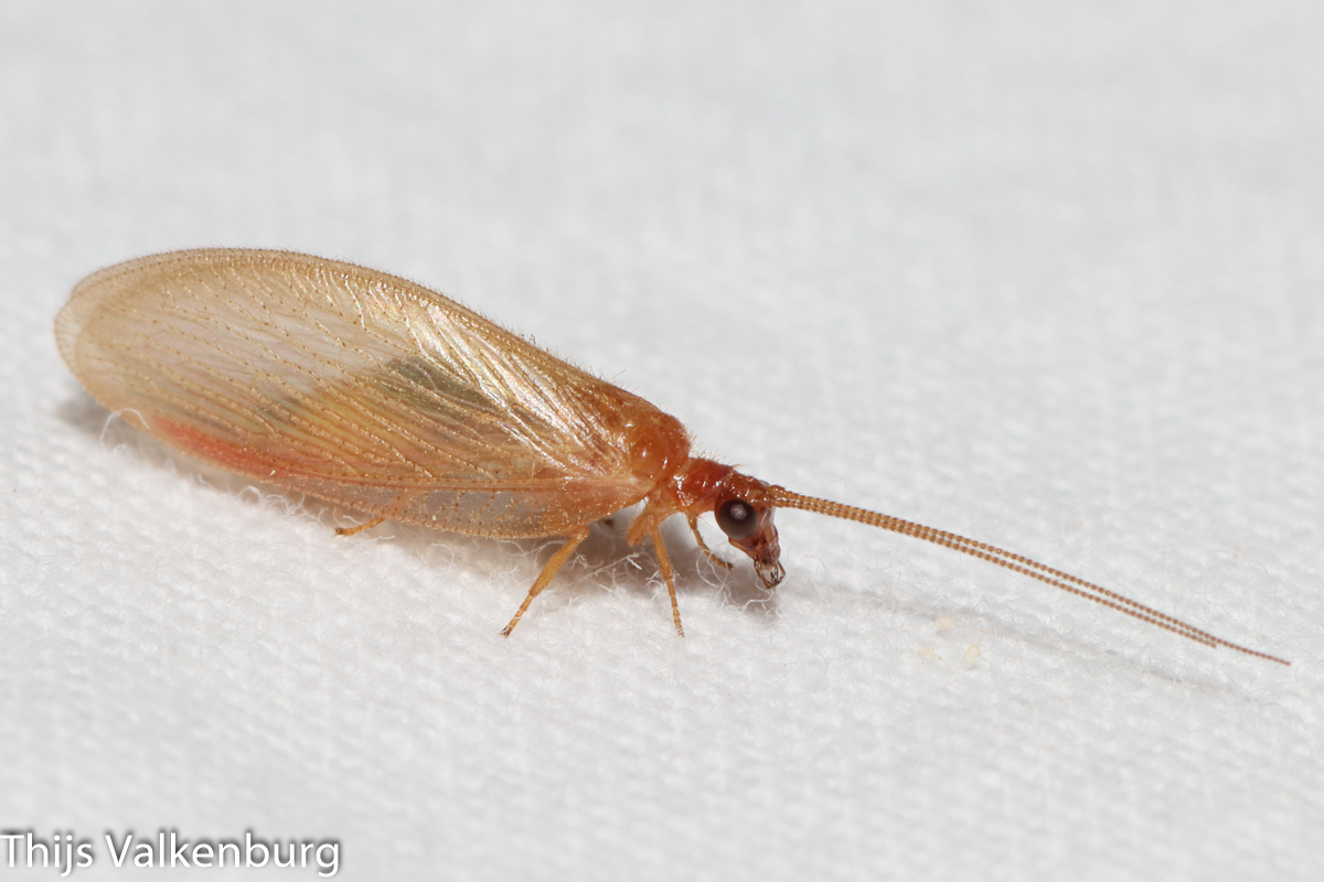 Hemerobius nitidulus Fabricius, 1777