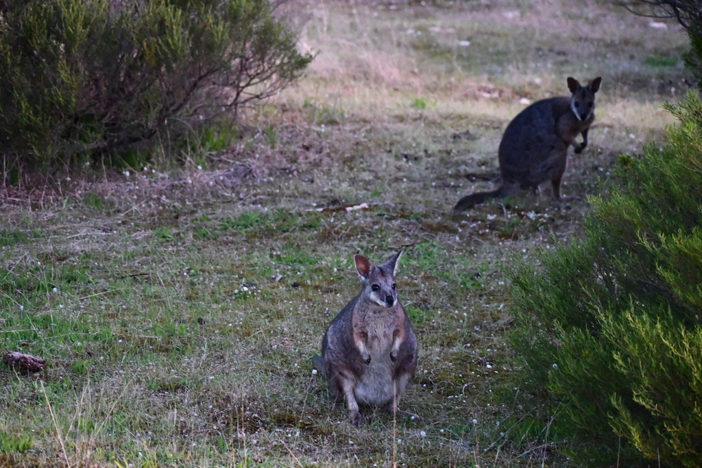South Australian Tammar Wallaby (Notamacropus eugenii eugenii) - Know ...