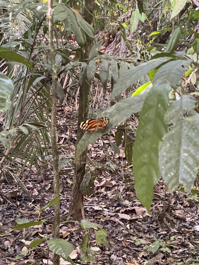 Tiger Mimic-Queen from Str, Sarapiqui, Heredia, CR on May 19, 2023 at ...
