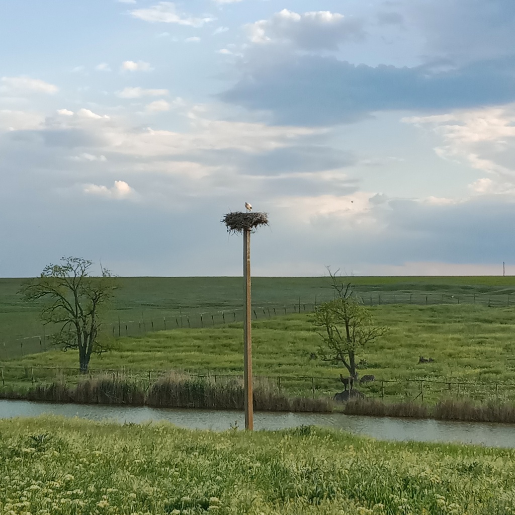 White Stork from Tarutyns'kyi district, Odessa Oblast, Ukraine on May ...