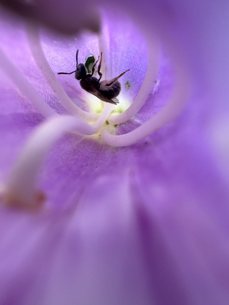 Bees in May 2023 by CMC. Yard in penstemmon · iNaturalist