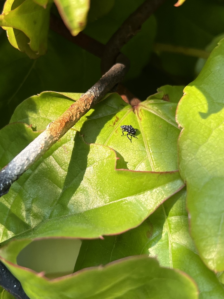 Spotted Lanternfly from Long Island, New York, NY, US on May 19, 2023 ...