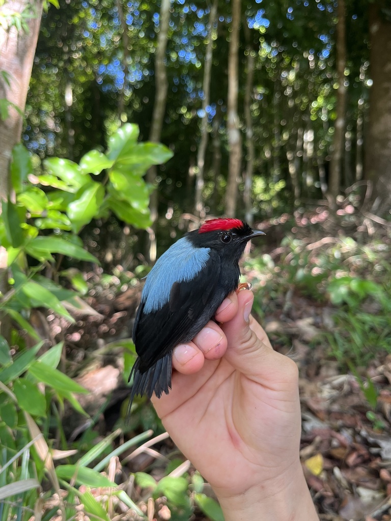 Lance-tailed Manakin from Isla Boca Brava, Chiriqui, PA on May 19, 2023 ...