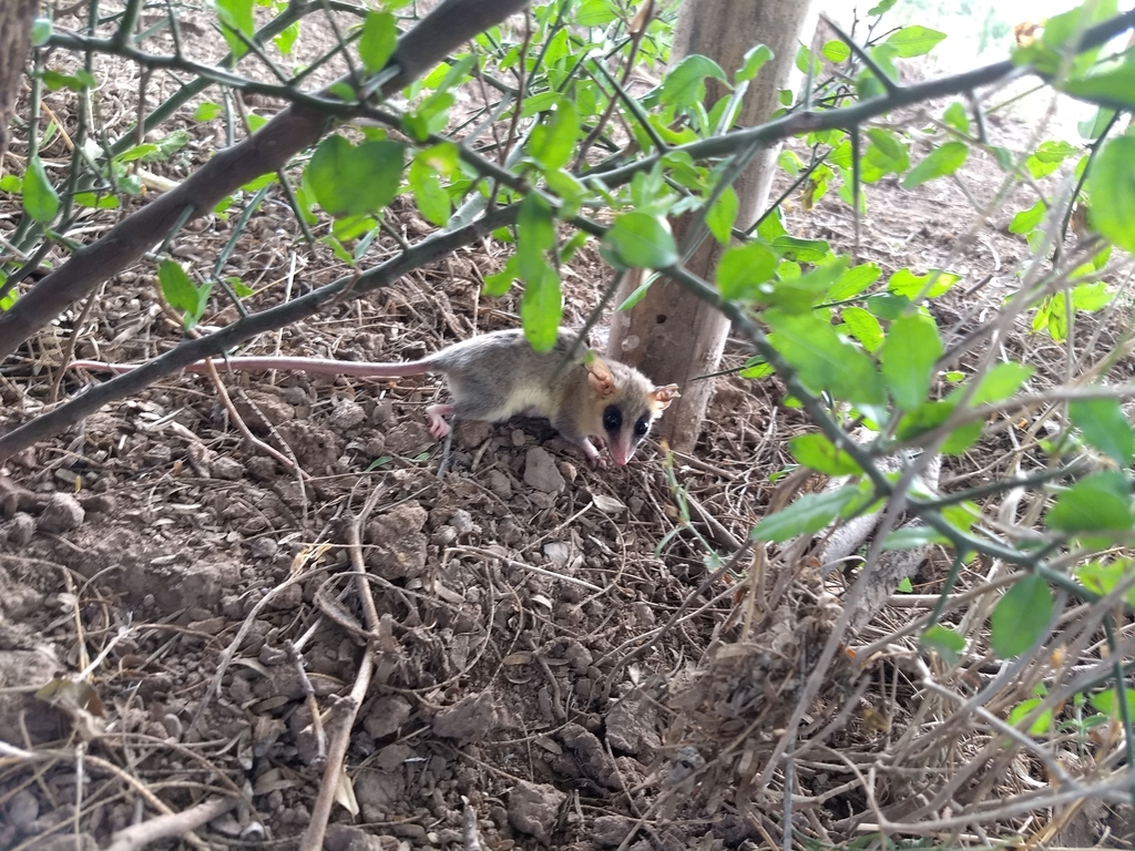 Northern mouse opossum from Onavas, Son., México on July 8, 2020 at 04: ...