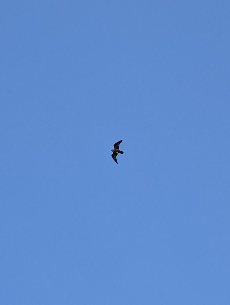 Peregrine Falcon from Springfield, MA 01144, USA on May 19, 2023 at 06: ...