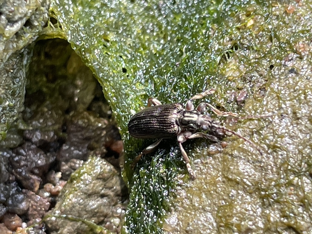 Plateumaris shoemakeri from Old Saybrook, CT, US on May 19, 2023 at 02: ...