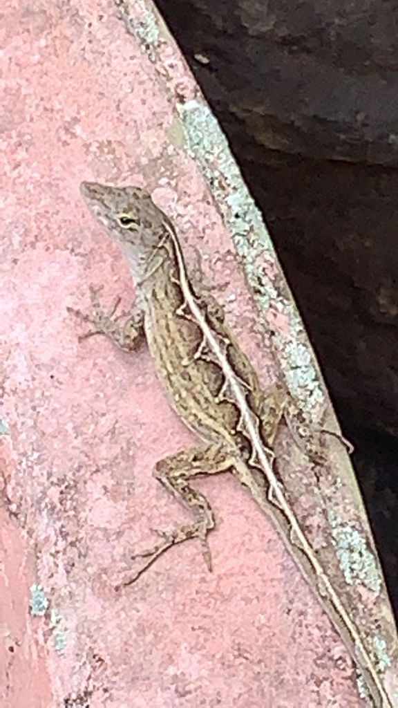 Brown Anole from Kailua on May 19, 2023 at 01:38 PM by rikaja · iNaturalist