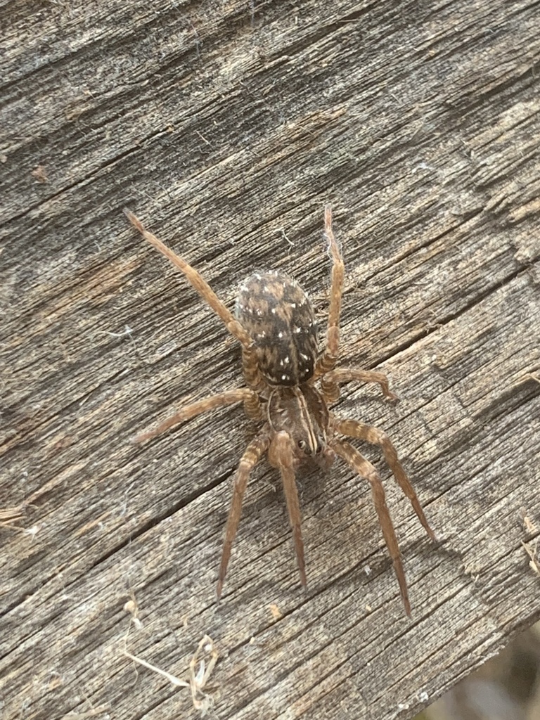 Wolf Spiders from Guaymas, SON, MX on February 25, 2023 at 10:23 AM by ...