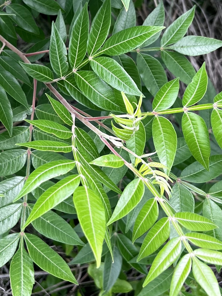 shining sumac from County Road 2560, Alvord, TX, US on May 19, 2023 at ...