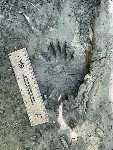 Raccoon Tracks – NatureTracking