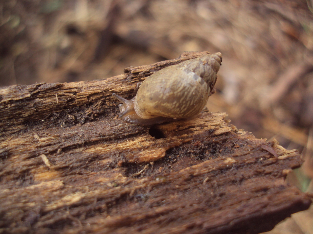 Ghost Bulimulus from González Moreno, Provincia de Buenos Aires ...