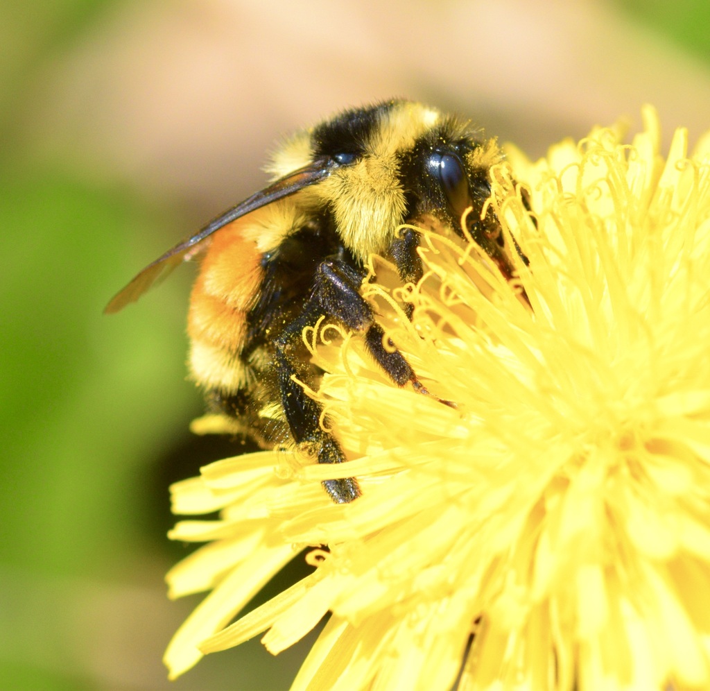 Tricolored Bumble Bee from 320 Browns Trace Rd, Jericho, VT 05465, USA ...