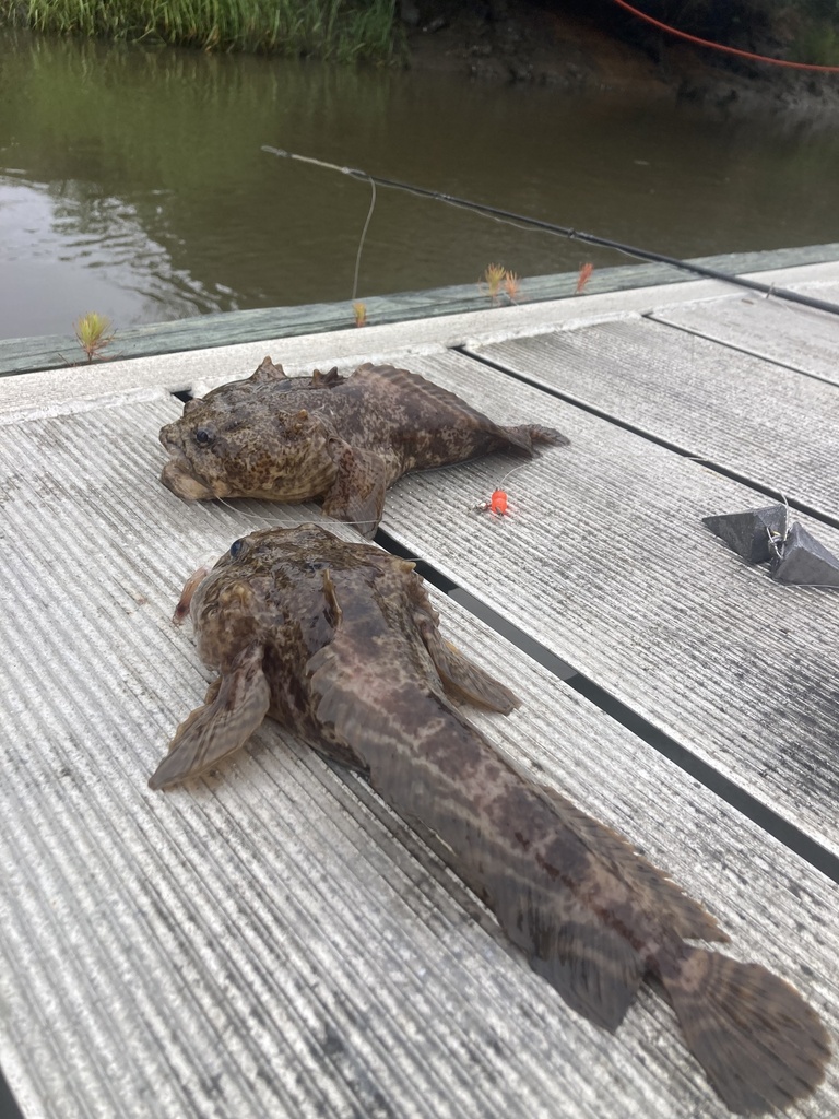 Oyster Toadfish from Mosquito Creek, Green Pond, SC, US on May 19, 2023 ...