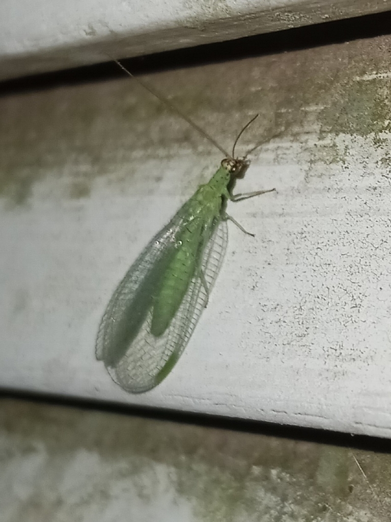 Chrysopa incompleta from Lumber Bridge, NC 28357, USA on May 15, 2023 ...