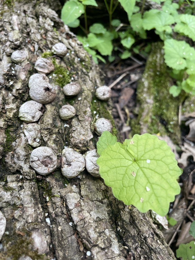 Pear-shaped Puffball from Burlington, IL, US on May 19, 2023 at 06:52 ...