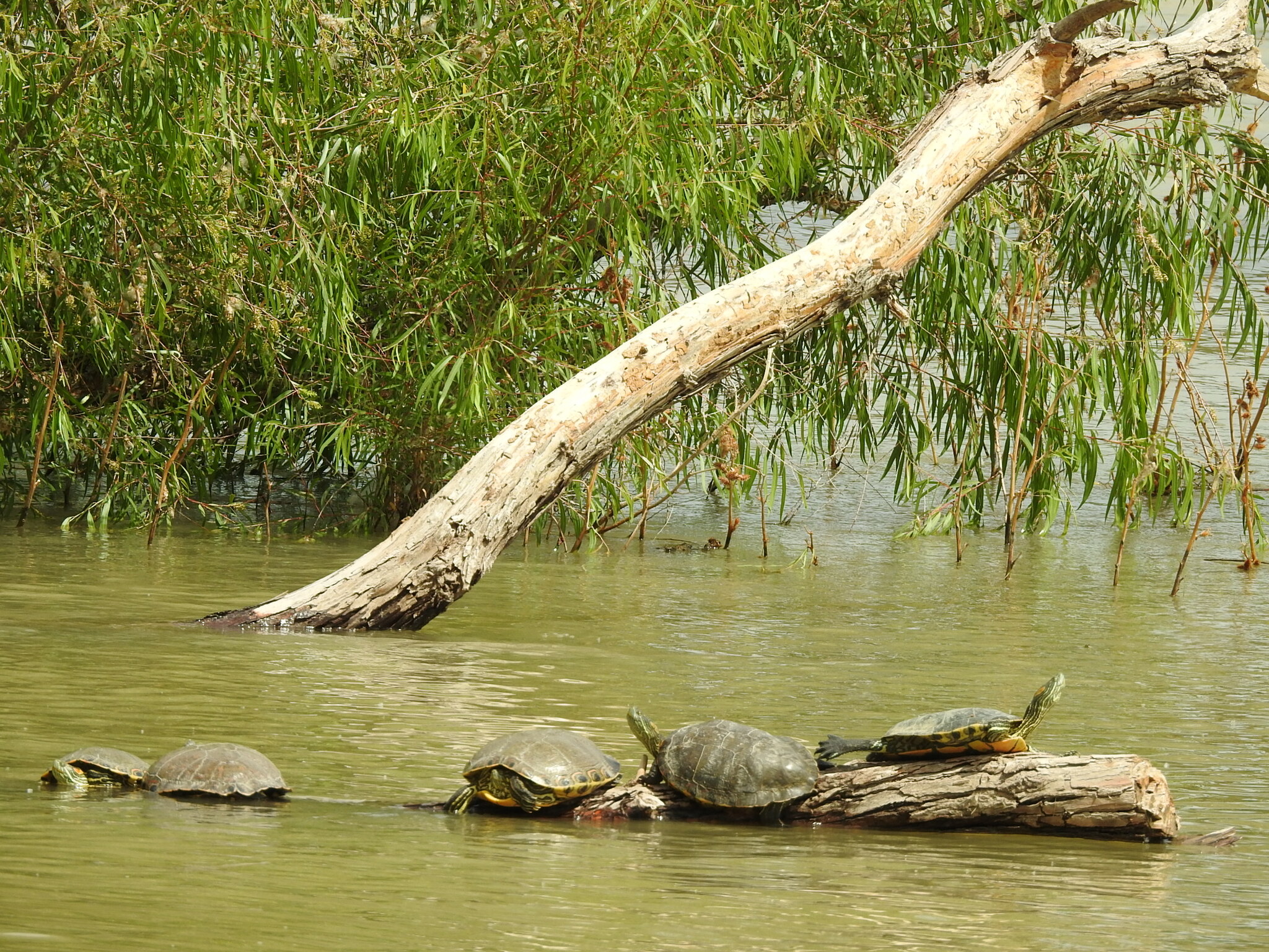 Trachemys gaigeae (Hartweg, 1939)