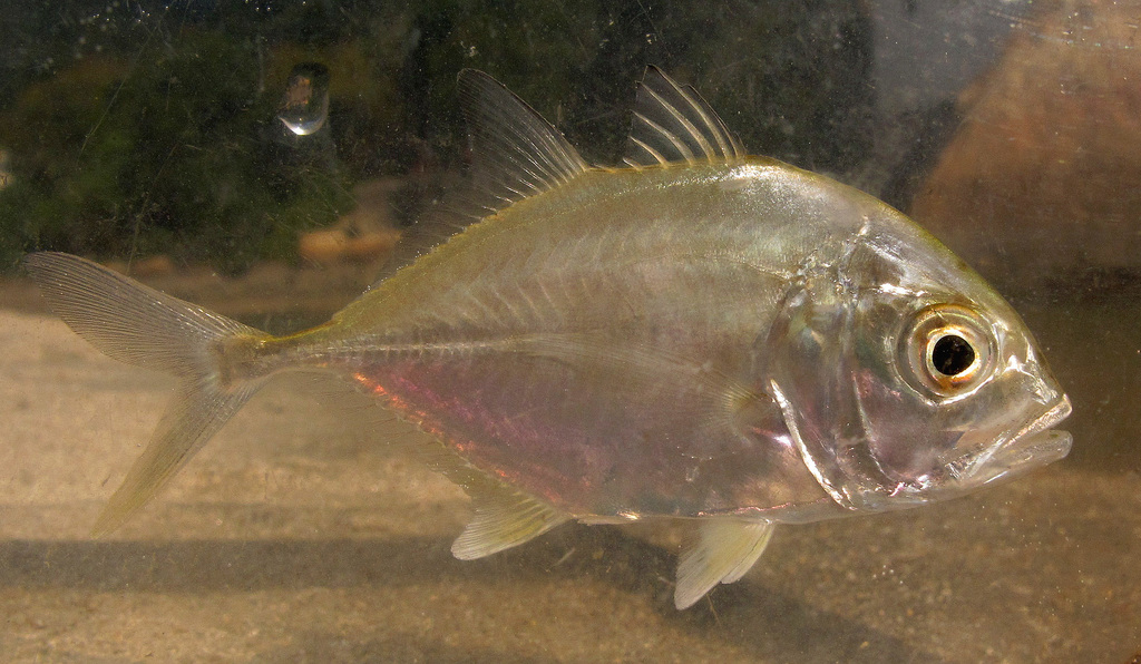 Giant Trevally (Caranx ignobilis) - Marine Life Identification
