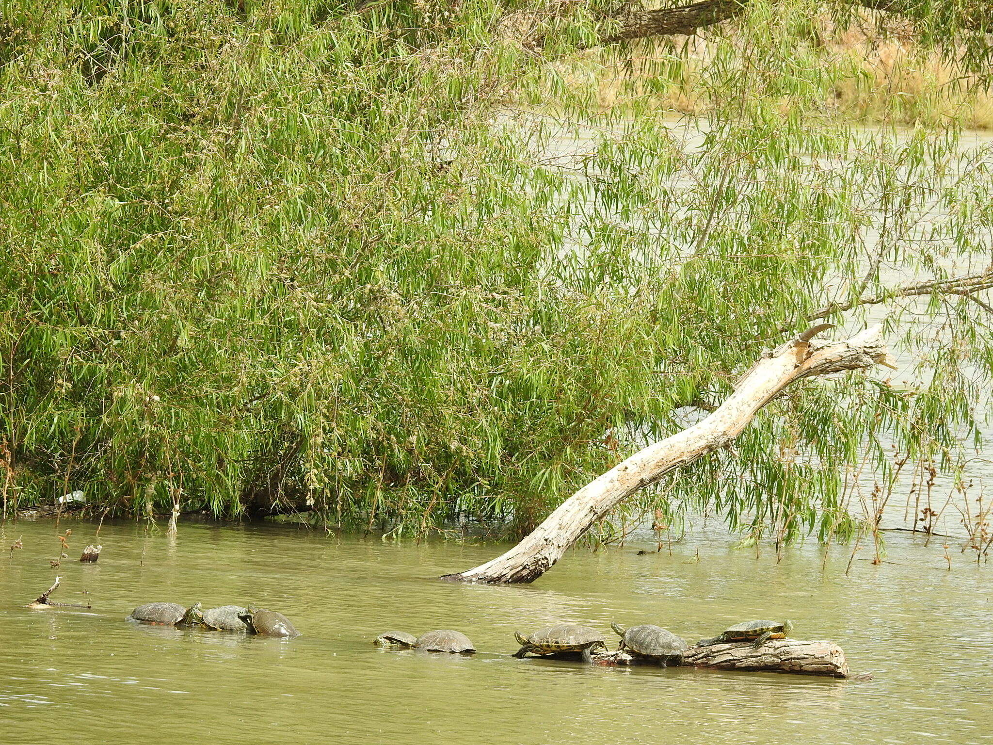 Trachemys gaigeae (Hartweg, 1939)