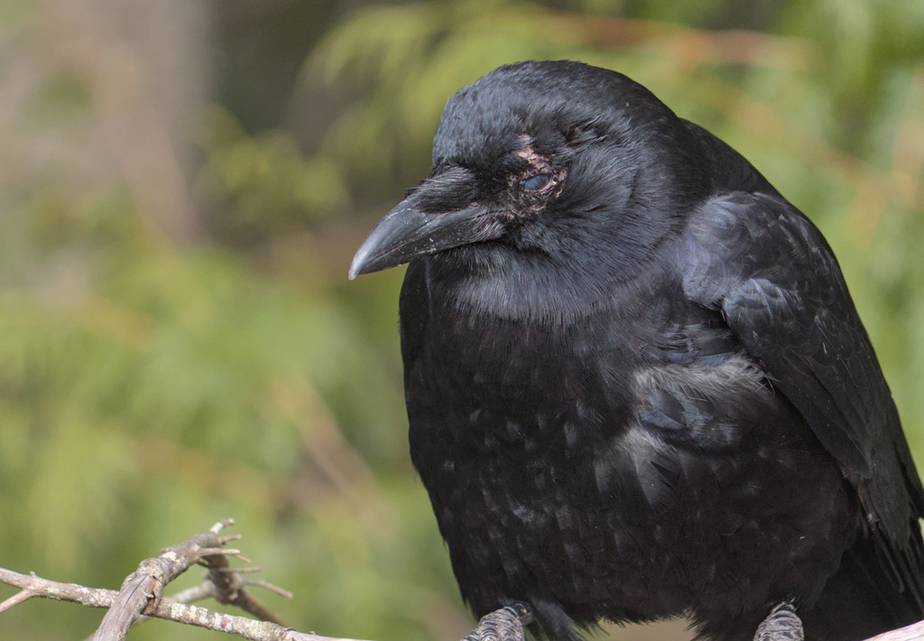 American Crow from Hampton, NB, Canada on March 19, 2023 at 03:42 PM by ...