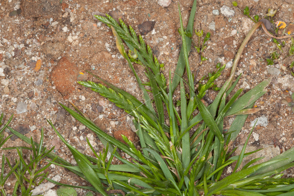 Sea Fern-grass (Lancashire Key Species - Flowering Plants) · iNaturalist