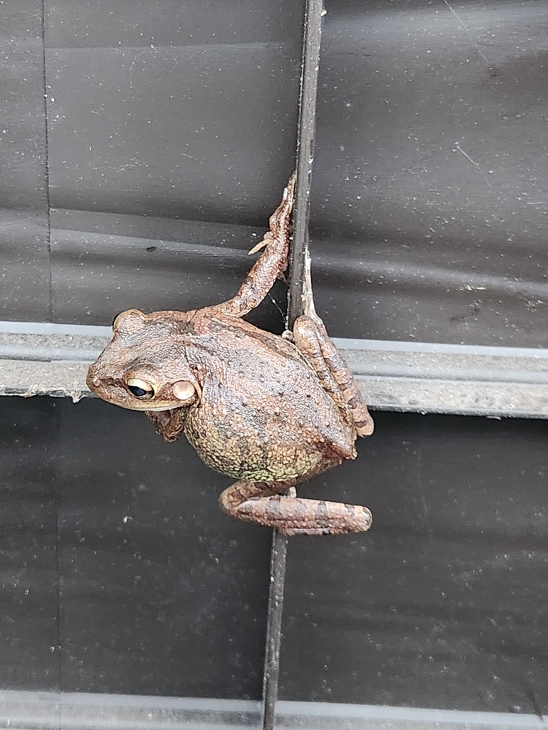 Cuban Tree Frog from Barna Avenue on May 18, 2023 at 07:08 PM by ...