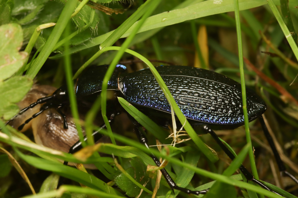 Blue Ground Beetle from Liezen, Österreich on May 20, 2023 at 01:17 AM ...