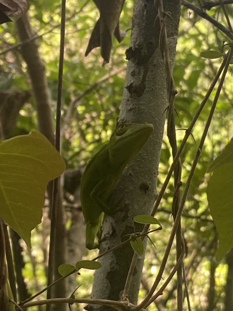 Cuvier's Anole from Puerto Rico, Isabela, Puerto Rico, US on May 19 ...