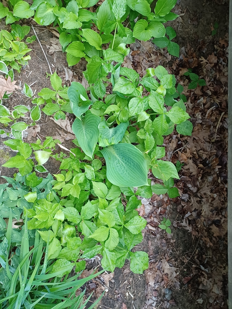 Jack-in-the-Pulpit from Geneva Township, MI, USA on May 19, 2023 at 07: ...