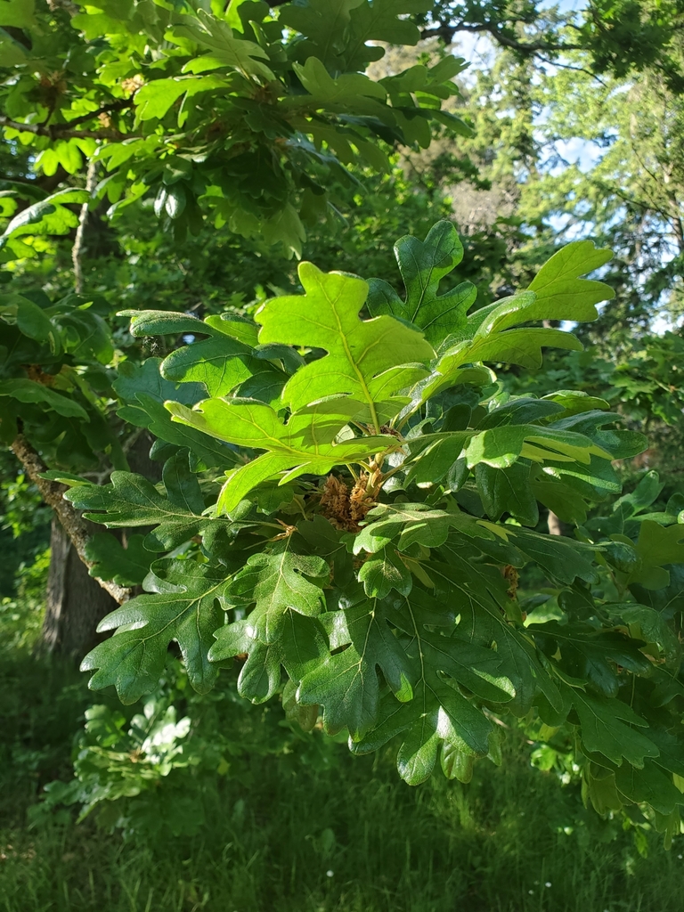 Oregon oak from Seward Park, Seattle, WA 98118, USA on May 19, 2023 at ...
