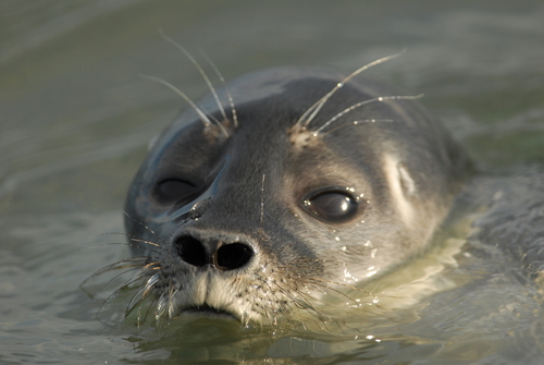 Ringed Seal and allies (Genus Pusa) · iNaturalist