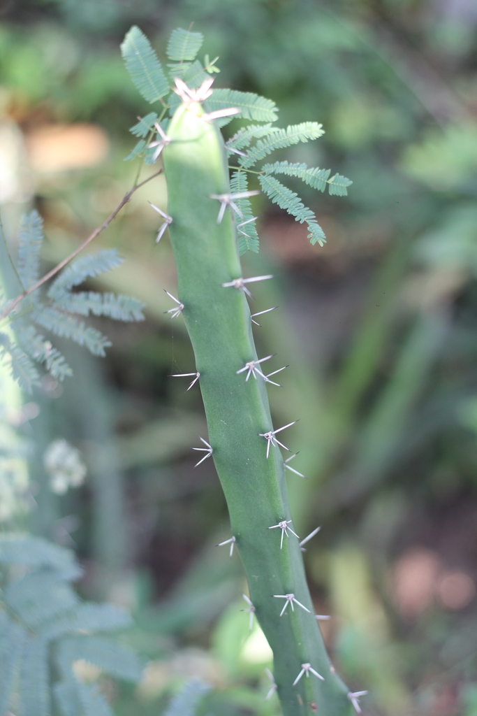 Giant Red Dragon Apple Cactus from San Fernando, Chaco, Argentina on ...