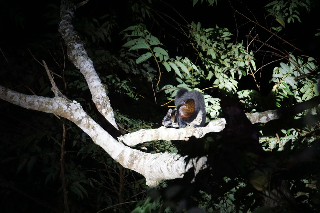 Hainan Giant Flying Squirrel from 中国 on January 9, 2022 at 10:00 PM by ...