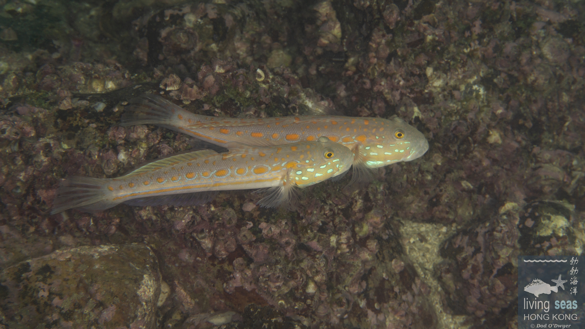 Valenciennea puellaris (Tomiyama, 1956)