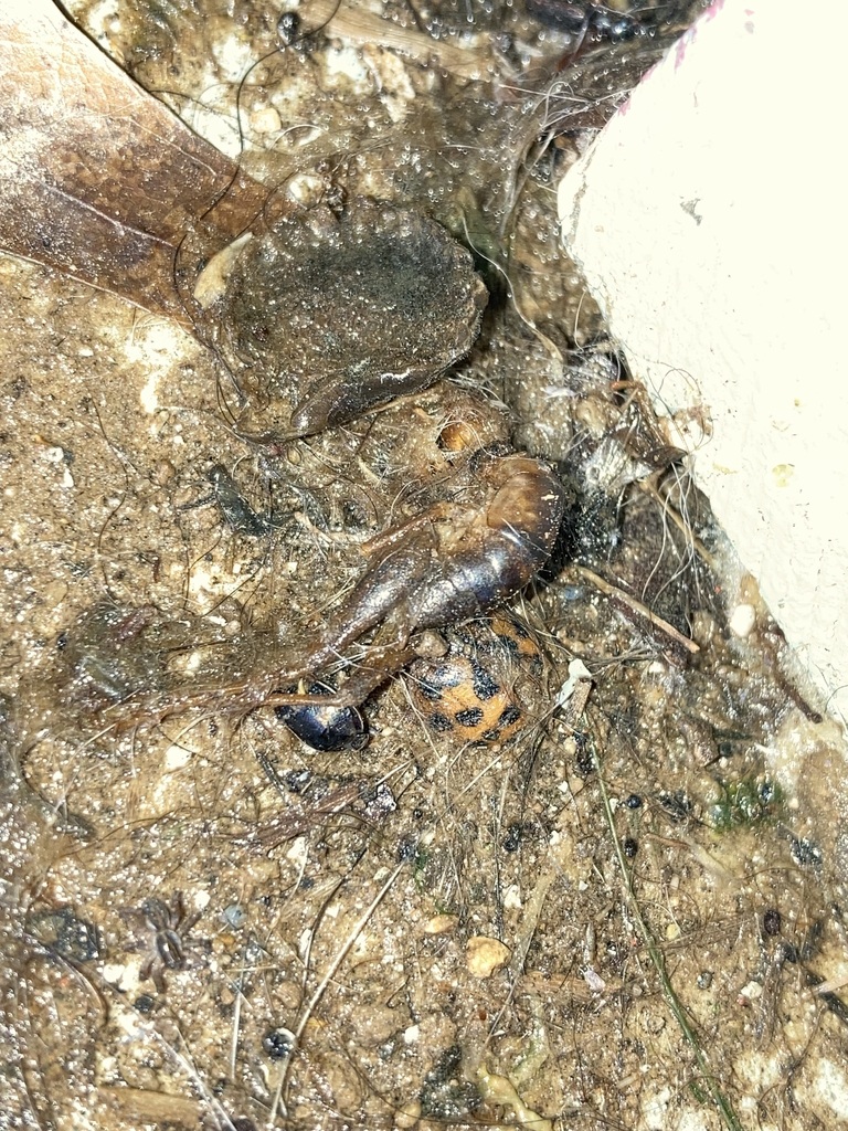 Camel Crickets, Cave Crickets, and Cave Wēta from Franklin County, MO ...