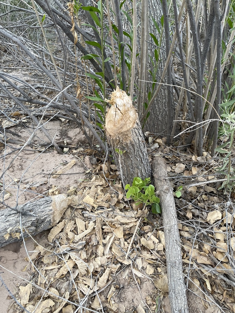 American Beaver from Clark County, NV, USA on June 24, 2022 at 05:52 AM ...