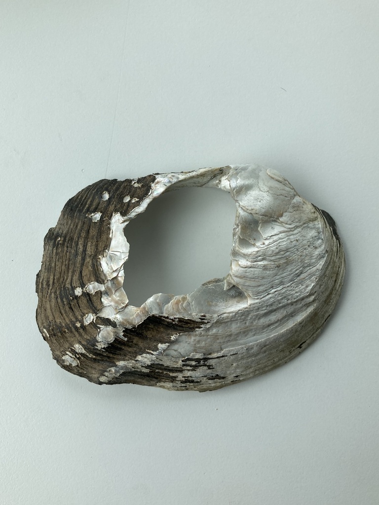 Three-ridge Mussel from Boeuf Creek, Colter's Landing Access, MO on May ...