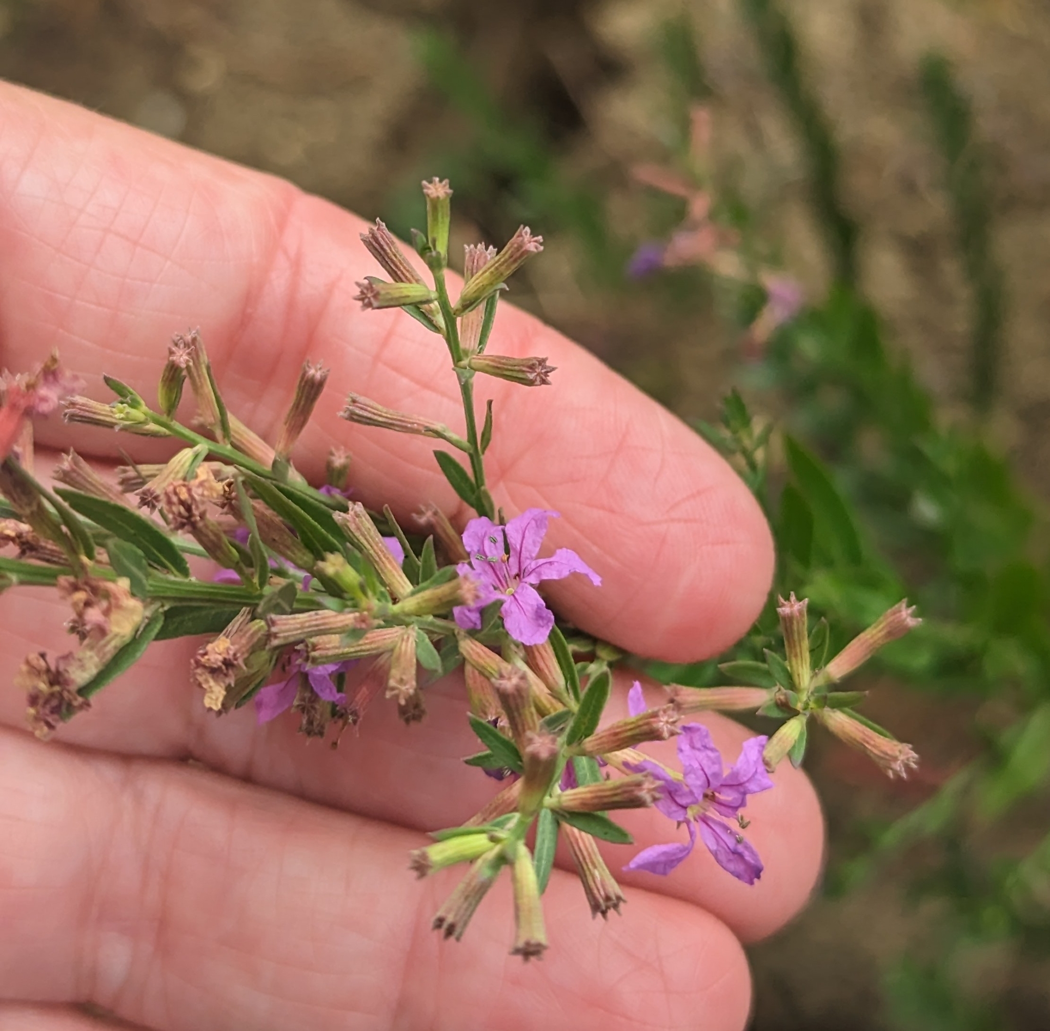Lythrum alatum Pursh