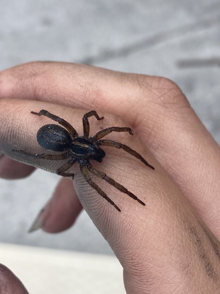 Wetland Giant Wolf Spider from S Moreto Cir, North Charleston, SC, US ...