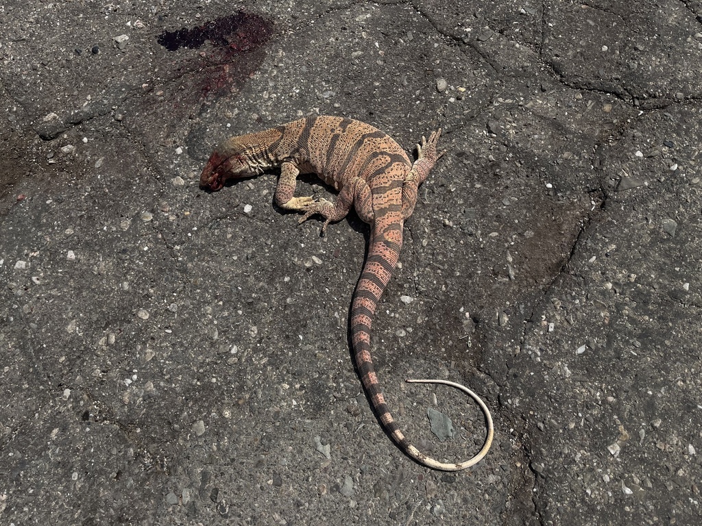 Caspian Monitor from Uchquduq-Mynbulak road, Навоийская область, UZ on ...