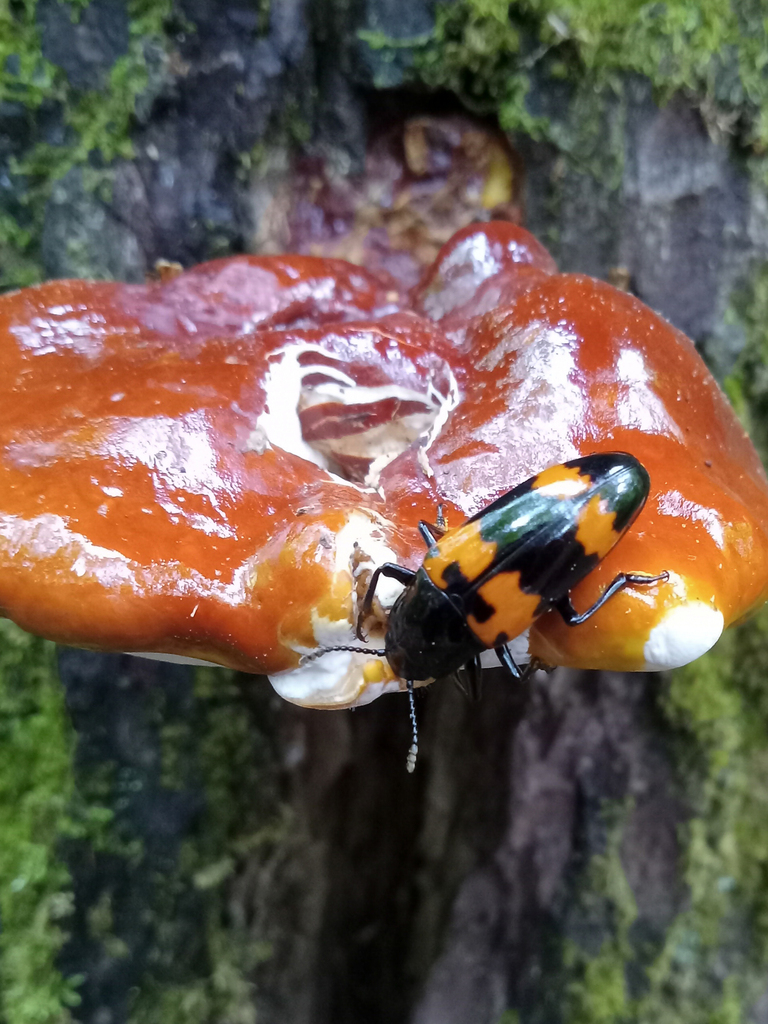Pleasing Fungus Beetle from Cocke County, TN, USA on May 16, 2023 at 09 ...