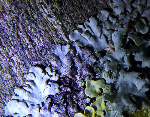 Taeniolella phaeophysciae · iNaturalist Mexico