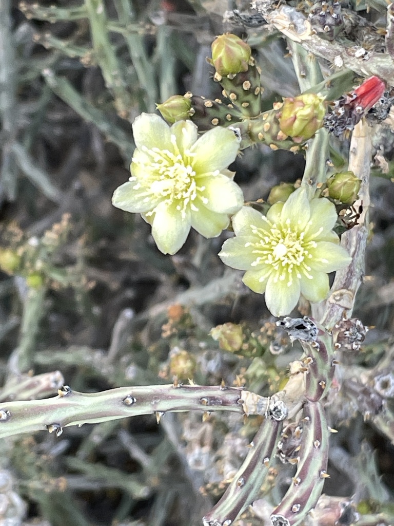 Christmas cholla from Coronado National Forest, Tucson, AZ, US on May ...