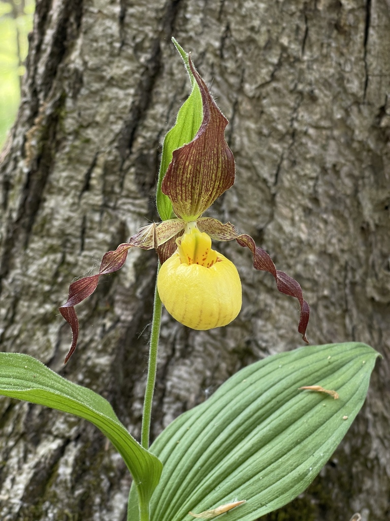 yellow lady's slipper in May 2023 by Rob Curtis · iNaturalist